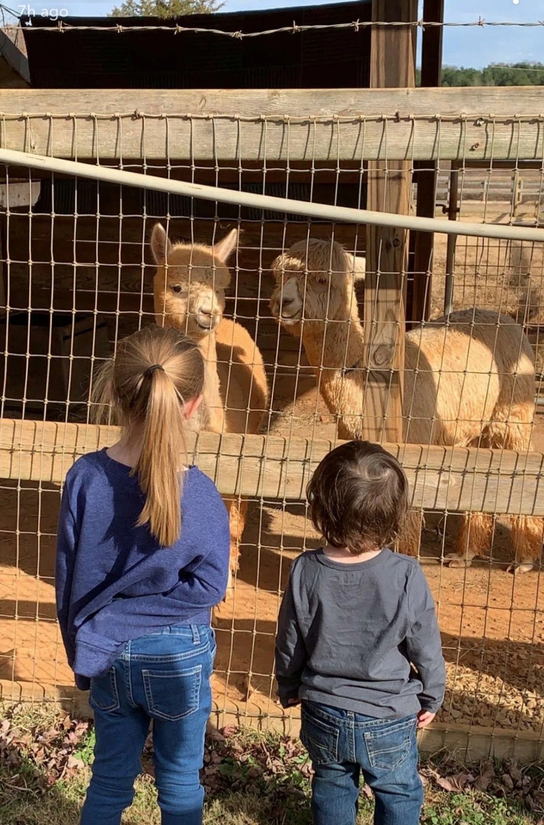 Home | Carolina Sunshine Alpaca Farm