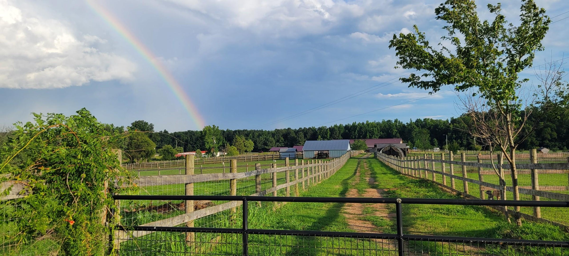Visiting the Farm | Carolina Sunshine Alpaca Farm